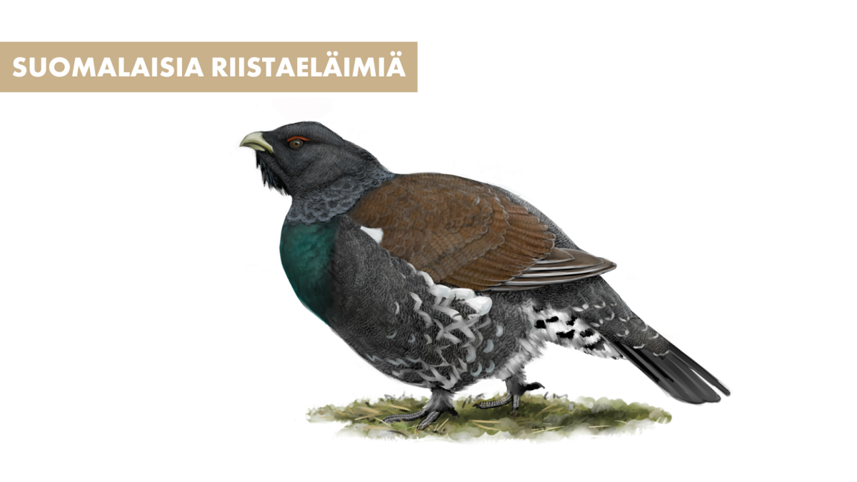 Suomalaisia riistaeläimiä: Metso